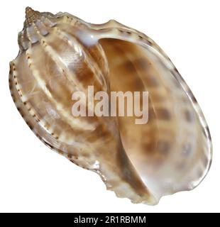 Ventral Harp shell (Harpa cabriti / Harpa ventricosa) c7cm long Stock ...
