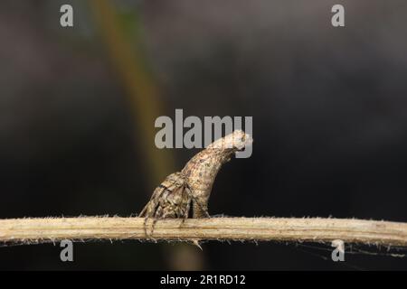 Lateral of twig mimic spider, Poltys columnaris at Satara, Maharashtra ...