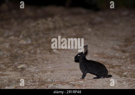 Melanistic European rabbit Oryctolagus cuniculus. Integral Natural ...