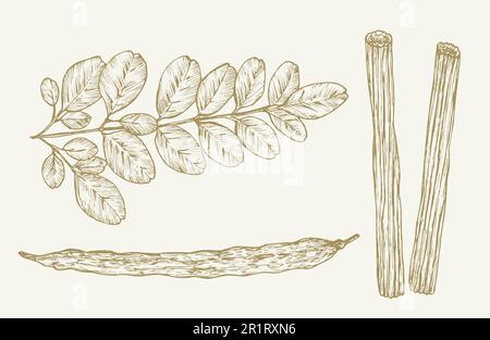Moringa Oleifera Plant. Hand Drawn Sketch Superfood Herbs Vector ...