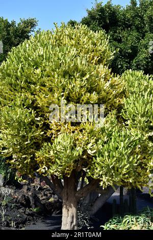 Naboom (Euphorbia ingens), Euphorbiaceae Stock Photo - Alamy