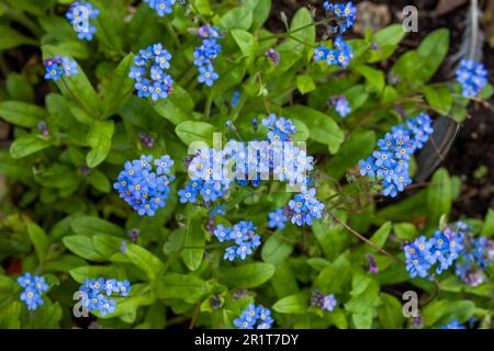 close up of forget me nots a symbol of true love and respect Stock ...