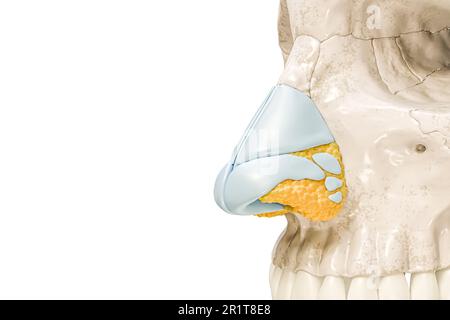 Nasal cartilages and bone close-up with body contours 3D rendering ...