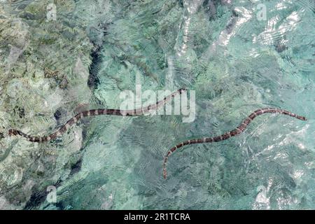 Niue AKA The Rock or The Rock of Polynesia. Endemic katuali or flat ...