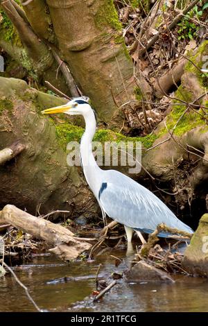 A closeup of a grey heron (Ardea cinerea) against water background ...