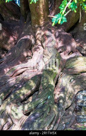 Detailed photo of the roots of the ancient the Ancient Yew tree in the ...