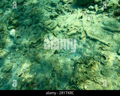 Texture of stones, earth, seabed with coral reefs and algae under blue ...