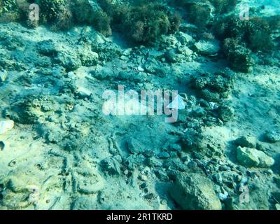 Texture of stones, earth, seabed with coral reefs and algae under blue ...
