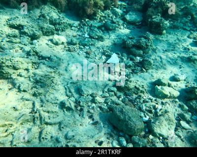 Texture of stones, earth, seabed with coral reefs and algae under blue ...