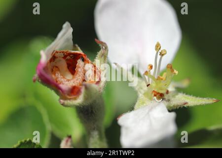 Larva of apple blossom weevil (Anthonomus pomorum) inside the damaged ...
