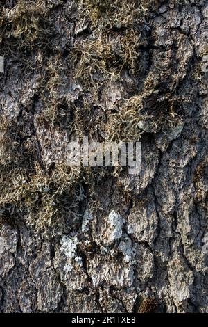 Detail of Cyprus Cedar (Cedrus brevifolia), Tripylos trail, Mount ...