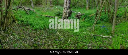Moody woodland landscape with rotting tree stump prominent, surviving ...