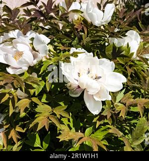 Flowers of the dwarf peony. Blooming tree peony. Close-up. Rocky peony ...
