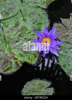 Beautiful floating Nymphaea Star of Zanzibar. Natural close up ...
