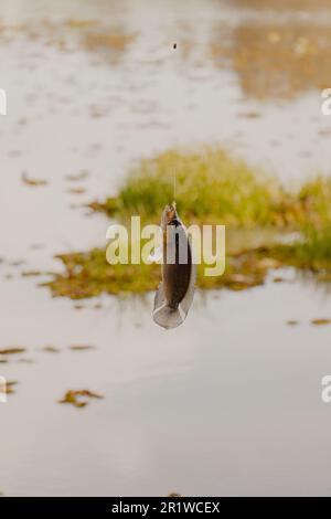 small piau fish hanging on fishing line Stock Photo - Alamy