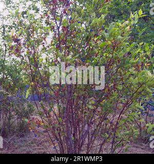 effect of drought on a blueberry plant and its fruit Stock Photo - Alamy