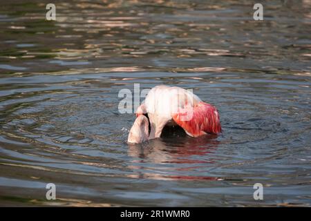 Greater Flamingo in captivity, Norfolk, United Kingdom. The greater ...