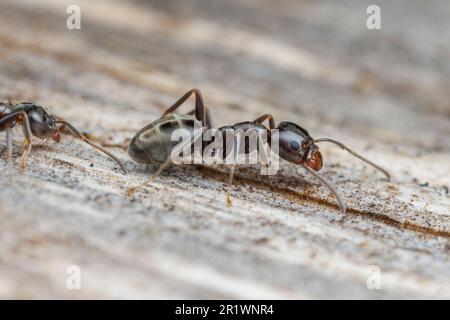 Velvety Tree Ant (Liometopum luctuosum Stock Photo - Alamy