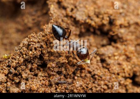 An Acrobat Ant (Crematogaster sp.) worker relocates larvae in its nest ...