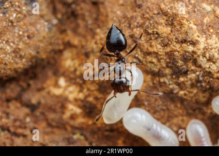 An Acrobat Ant (Crematogaster sp.) worker relocates a pupa in its nest ...
