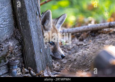 Wild Red Fox peeking around a tree in a Maryland forest duing Autumn ...