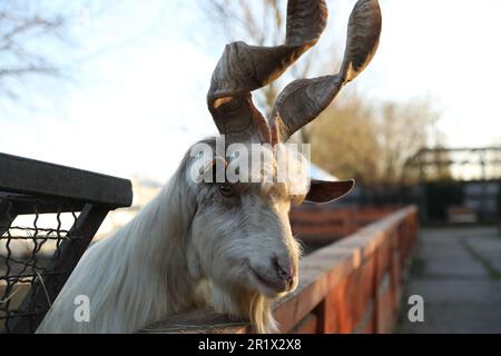 Beautiful Girgentana Goat inside of paddock in zoo Stock Photo - Alamy