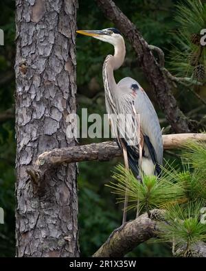 Great blue heron perched in tree Stock Photo - Alamy