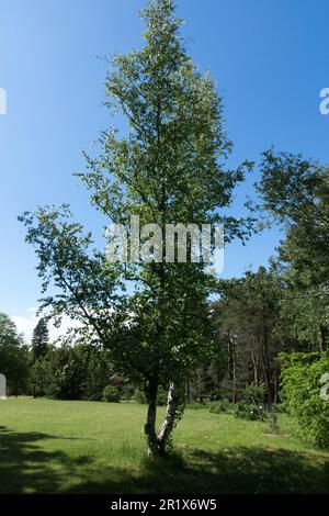European white birch (Betula pubescens) stand with autumnal golden ...