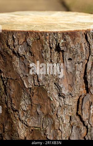 Pine Tree wood stumps on ground after being cut Stock Photo - Alamy