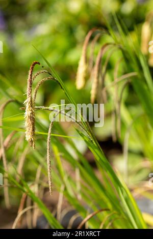 Carex pendula is a large sedge of the genus Carex. It occurs in ...