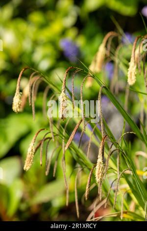 Pendulous Sedge (carex pendula), close up showing the drooping ...