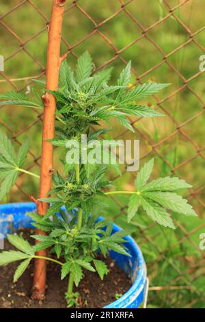 Background from marijuana plants. Hemp leaves and seeds. Legalization ...