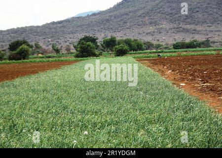 Community Onion Farming Lake Eyasi, Tanzania Stock Photo - Alamy