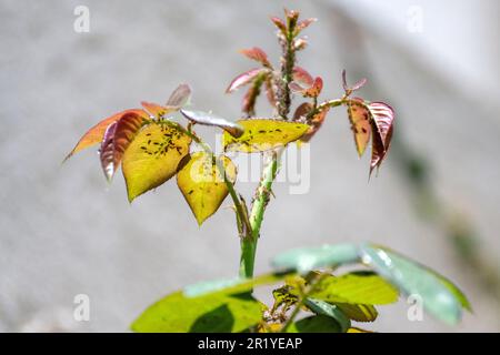 A cluster of Rose aphids (Macrosiphon rosae) on a rose stem. Known as ...