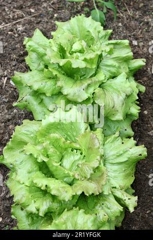 Batavia Lettuce growing in a polytunnel Stock Photo - Alamy