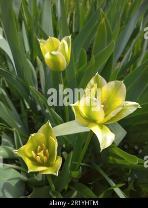 Photo of nature, landscape, floral palette, bright colors Stock Photo ...