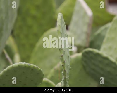 Giant prickly pear cactus. Big green cacti with red cactus flowers ...