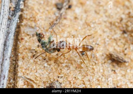 Pyramid Ant (Dorymyrmex flavus Stock Photo - Alamy