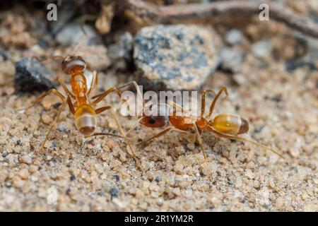 Pyramid Ant (Dorymyrmex flavus Stock Photo - Alamy