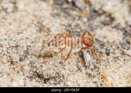 Northern Fungus-farming Ant (Trachymyrmex septentrionalis), Insecta ...