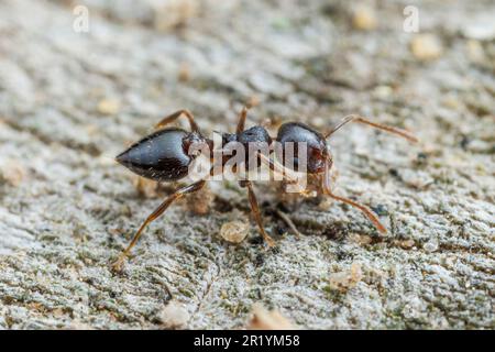 An Acrobat Ant (Crematogaster sp Stock Photo - Alamy