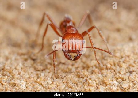 Comanche Harvester Ant (Pogonomyrmex comanche Stock Photo - Alamy