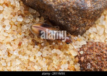 Ant-like Flower Beetle (Anthicus ephippium Stock Photo - Alamy