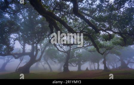 Fanal forest , old mystical tree in Madeira island, Unesco Stock Photo ...