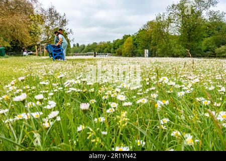 Daisies flowering in Kings Meadow park next to The River Thames at ...