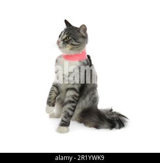 A cat that has a bandage wrapped around its injured leg is currently ...