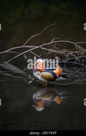Male mandarin duck standing in a lake in Kent, UK. Duck facing right ...