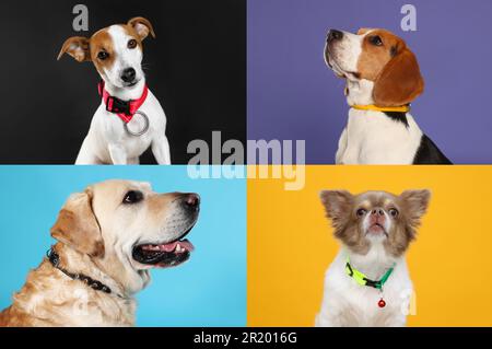 Collage with photos of cute dogs in collars on different color ...