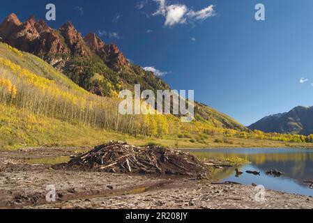 Canada beaver, castoreum (Castor fiber canadensis), Canadian beavers ...