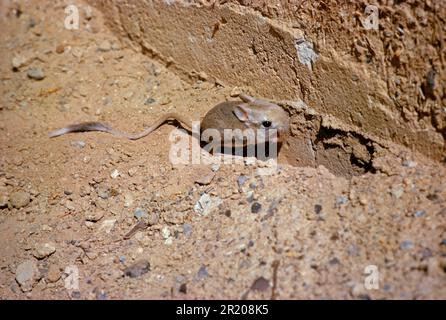 Lesser egyptian jerboa (Jaculus jaculus), Little desert jumping mice ...